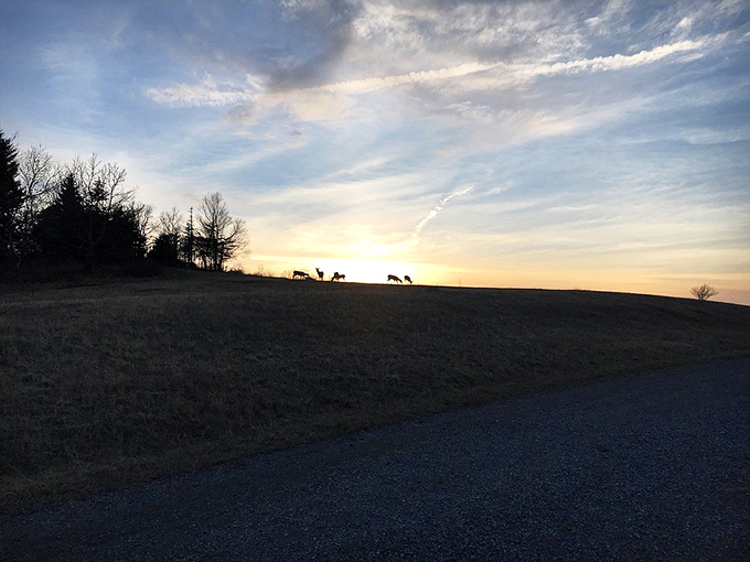 Silhouettes of deer against a twilight sky. Nature's own drive-in theater presents "Sunsets and Silhouettes," now playing nightly.