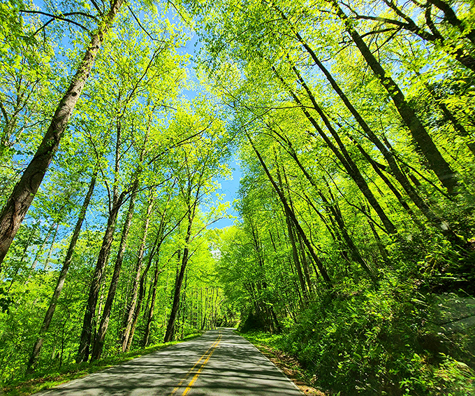 Cathedral-like canopies transform ordinary asphalt into a spiritual experience. Driving through these sun-dappled tunnels feels like entering nature's own Notre Dame.