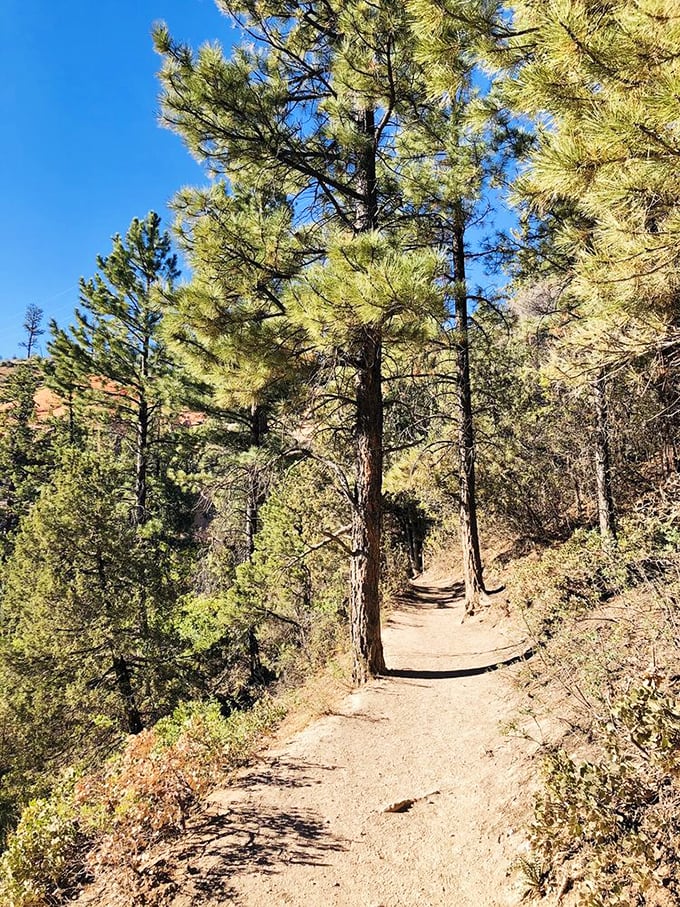 The trail beckons with promises of adventure, flanked by pines that have clearly found the desert's best real estate agent.