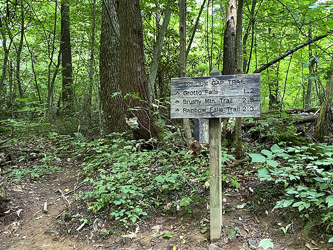 Nature's version of GPS - wonderfully analog and guaranteed never to ask you to make a U-turn when reception drops.