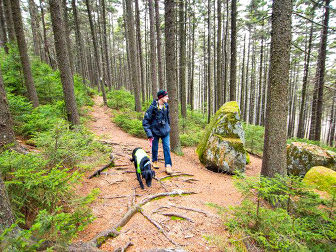 The forest primeval: moss-covered boulders and pine-needle paths create nature's own meditation space. Even the dog looks contemplative.