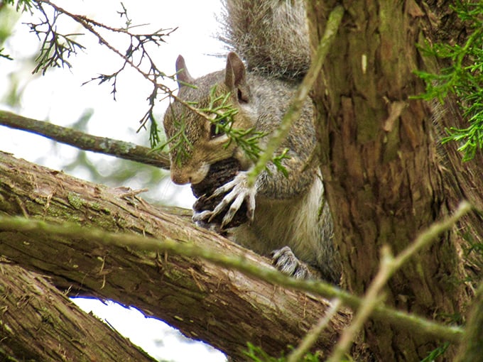 This squirrel appears to be plotting the great acorn heist of 2023. Wildlife encounters along the trail remind us we're guests in their neighborhood.