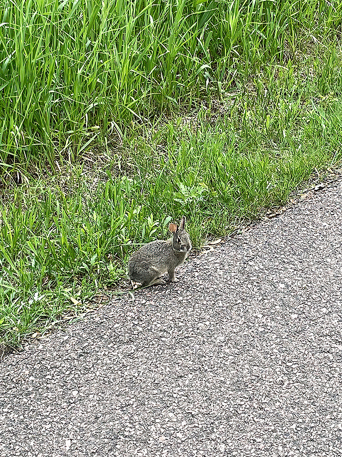 The welcoming committee at Blue Mounds&mdash;this cottontail clearly didn't get the memo about maintaining a respectful distance from visitors.