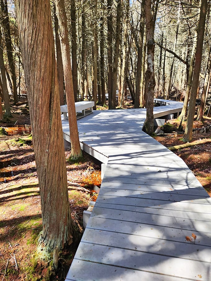 The boardwalk zigzags through the landscape like a wooden river, carrying hikers through terrain that hasn't changed in centuries.