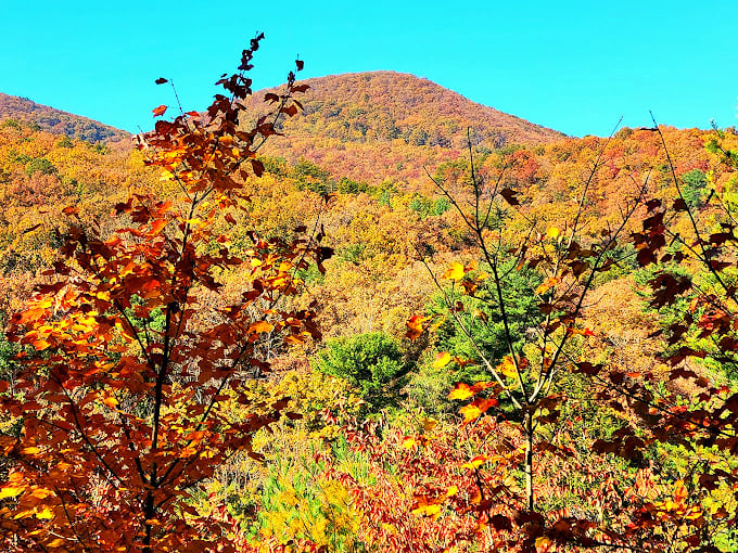 Autumn's paintbrush transforms the mountainside into a vibrant tapestry. Like watching a sunset, but it lasts for weeks.