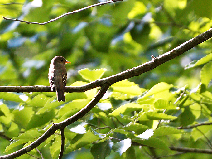 Local ornithology lesson #1: Birds don't need beach chairs—they've evolved the perfect branch-sitting technique over millions of years.