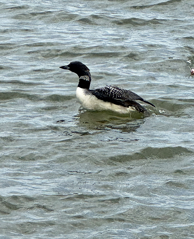 This loon didn't get the memo that Kansas isn't known for waterfowl. He's living his best Midwestern lake life anyway.