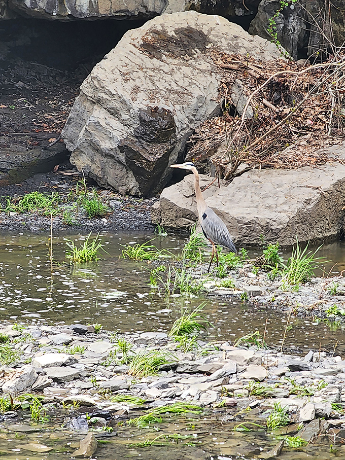 This great blue heron clearly didn't get the memo about sharing the spotlight&mdash;nature's patient fisherman waiting for lunch while visitors snap their own catches.