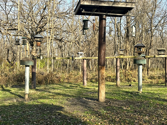 A five-star restaurant for the feathered locals. This bird feeding station transforms ordinary birdwatching into an avian social event.