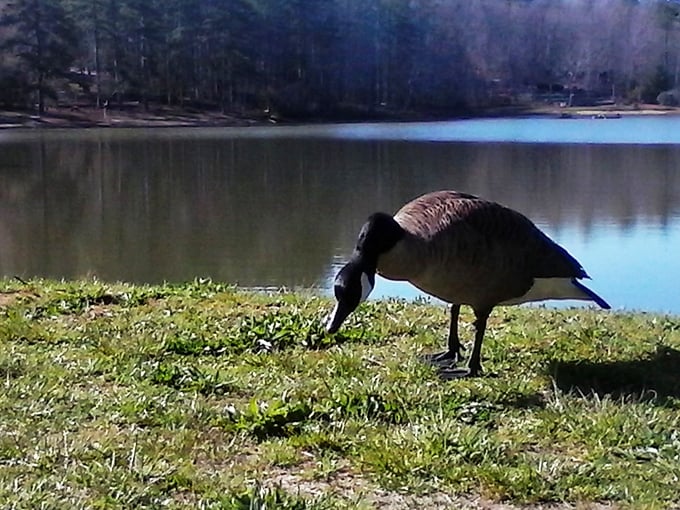 Even the local Canada goose seems to be practicing mindfulness at lakeside, completely unbothered by mortgage rates or political news.