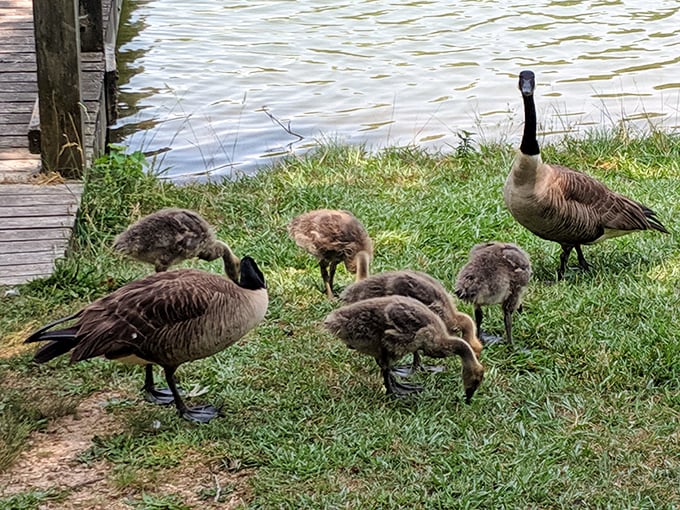 The park's unofficial welcoming committee doesn't charge for guided tours, but might accept bread crumbs as gratuity (though feeding wildlife isn't recommended).
