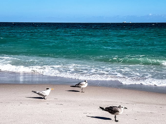 Beach committee meeting in progress. These feathered locals debate important shore business while waiting for unsuspecting tourists to drop sandwich crumbs.