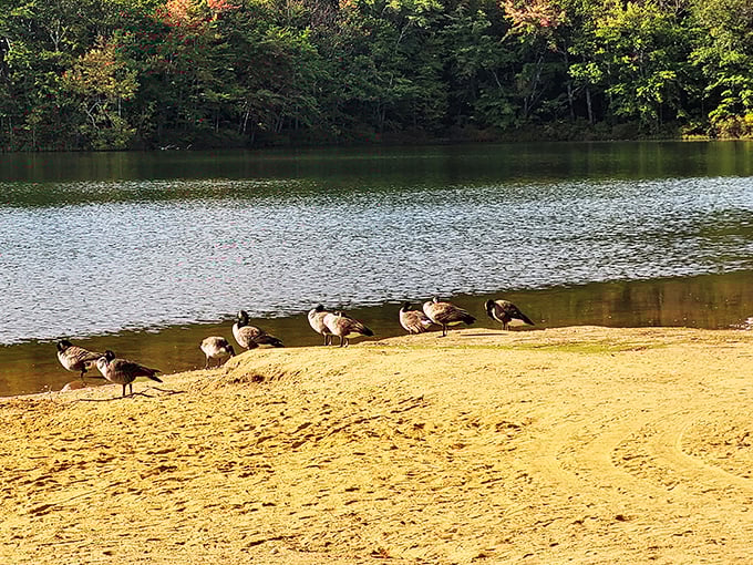 Excuse me, we live here. The local geese committee holds their morning meeting on Echo Lake's sandy shore.