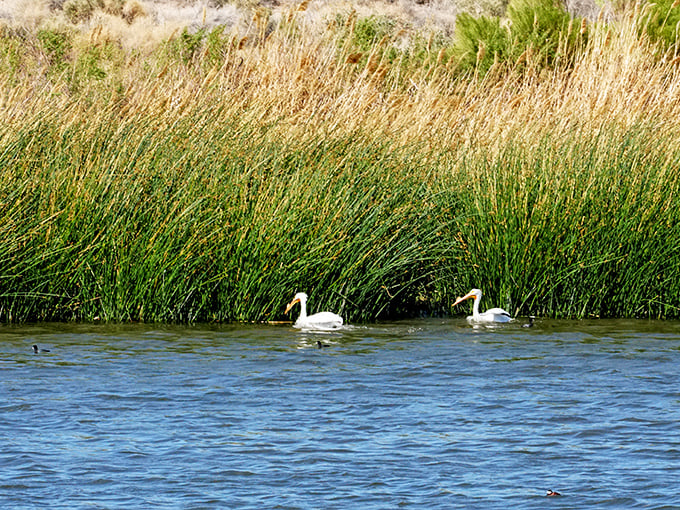 Swan lake, desert edition! These elegant birds glide through reeds like nature's synchronized swimmers, performing without expecting applause.