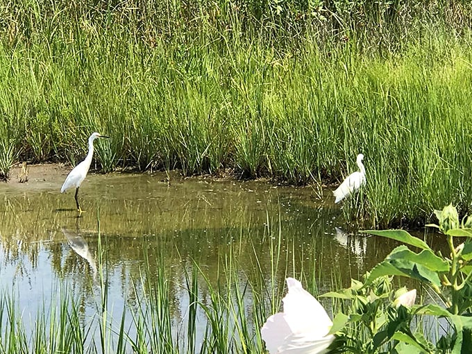 Great egrets strike poses worthy of a wildlife magazine cover, transforming Gordon's Pond into nature's most elegant runway show.