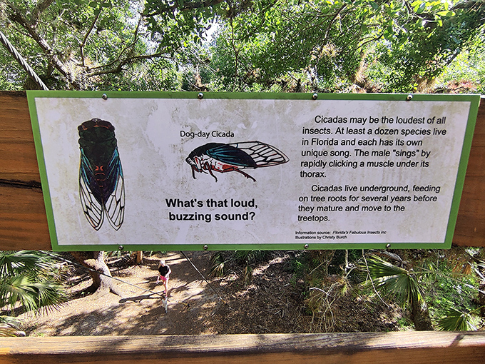 That summer soundtrack? It's not your neighbor's teenager's band practice—it's male cicadas trying to impress the ladies with their natural percussion.