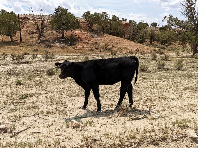 "Excuse me, you're in my photo." Local residents sometimes include the four-legged variety, adding unexpected charm to your hiking experience.