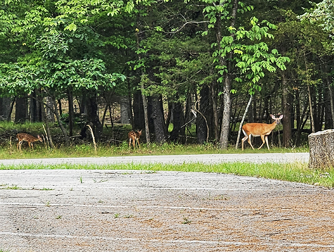 Local residents on their morning commute&mdash;Missouri's woodland creatures remind us whose home we're actually visiting.