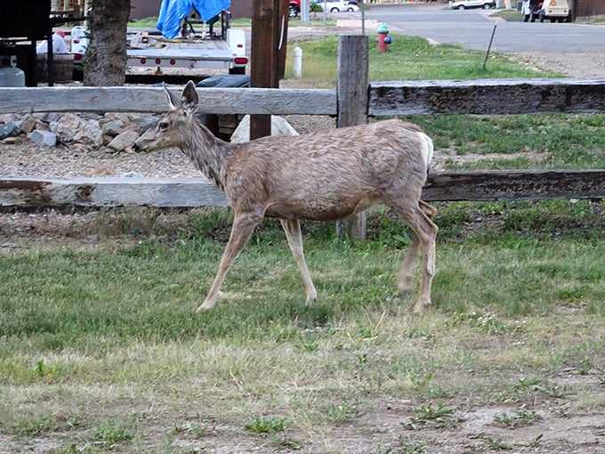 Local wildlife committee member conducting its regular inspection of the human habitats nearby.
