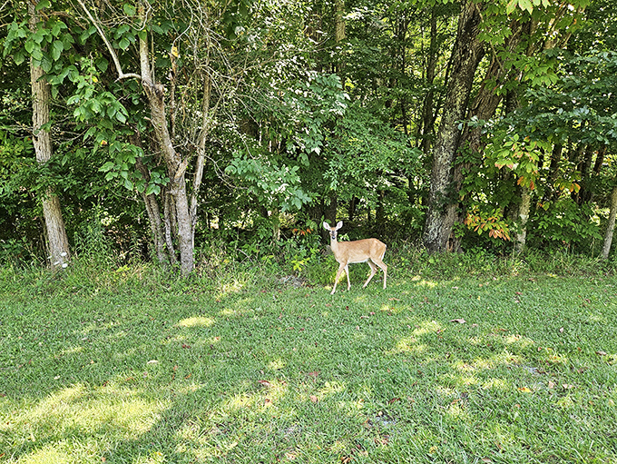 "Just passing through," says this deer, reminding us we're merely visitors in a wilderness that belongs to its year-round residents.