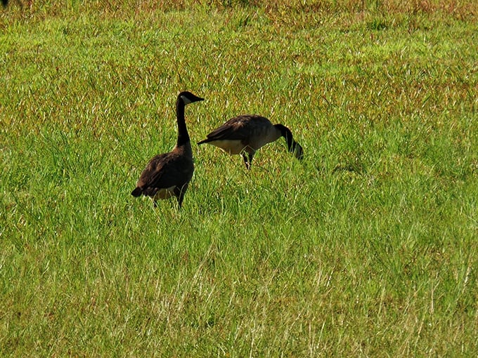 Massive sandstone overhangs defy gravity and expectations. These geological marvels remind visitors that Mississippi has more geological surprises than most give it credit for. 