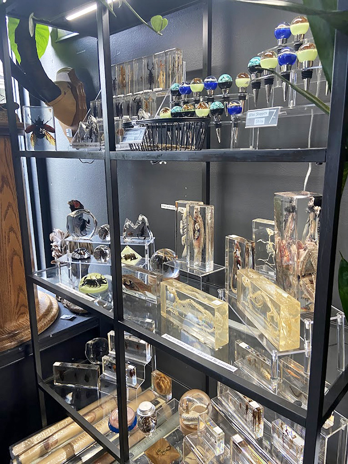 Insects suspended in clear resin like prehistoric amber, capturing forever what is typically fleeting &ndash; nature's smallest marvels frozen in time.