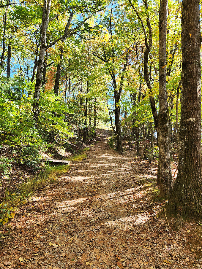 Dappled sunlight creates nature's stained glass effect on this autumn path. The forest doesn't just have trails&mdash;it has corridors of golden light.