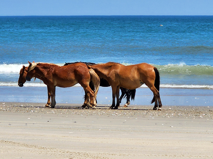 The beach residents who never complain about tourists. These wild Spanish Mustangs have called this shore home for centuries.