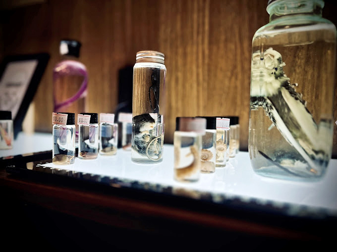 Delicate specimens float suspended in time and liquid, these scientific curiosities transformed into art through careful preservation and presentation.