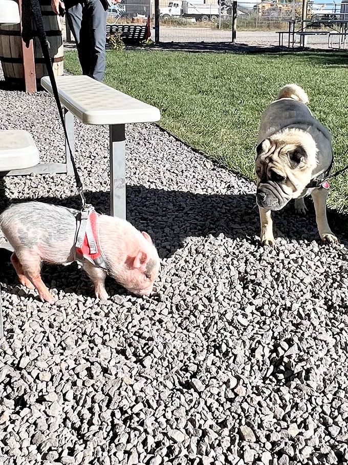 Four-legged friends welcome! This pug and mini-pig duo proves Sierra Blanca might have the most adorable customer base in the Southwest.