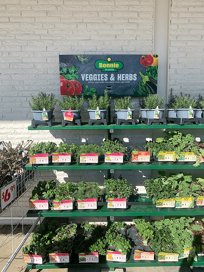 A garden center that brings farm-to-table possibilities right to your shopping cart. These herbs and veggies are ready to transform your cooking game.