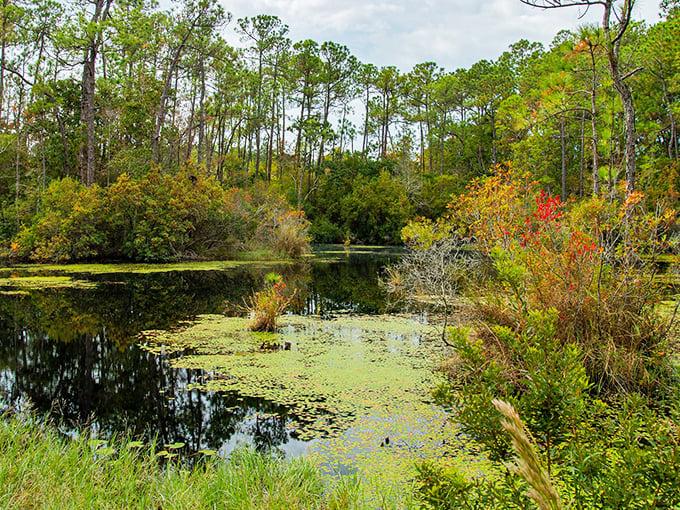 Davis Bayou's tranquil waters mirror the surrounding pines, creating a double dose of serenity just minutes from downtown. 