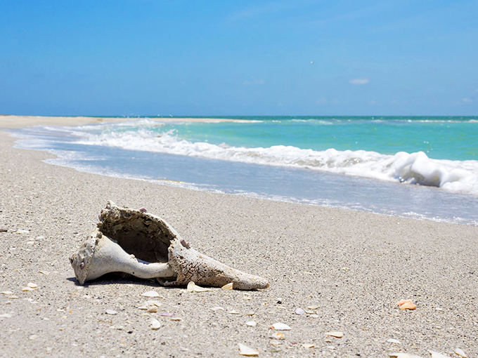 The beach delivers its daily treasures. On Cayo Costa, shell collecting isn't just a hobby&mdash;it's practically a competitive sport.