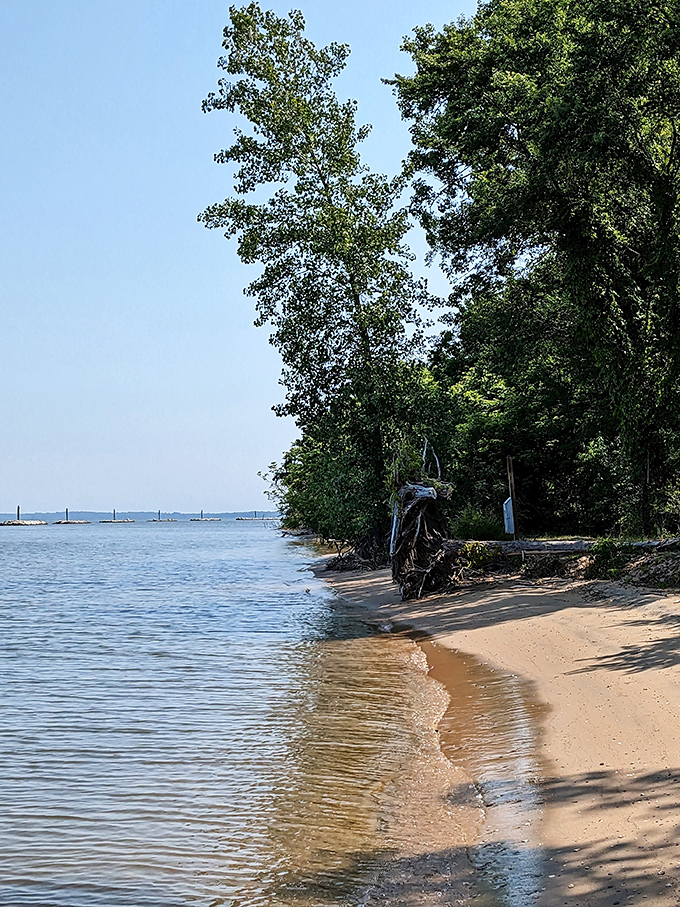 Where forest meets shoreline: Hart-Miller's untouched beaches offer a glimpse of what the Chesapeake looked like before we humans showed up.