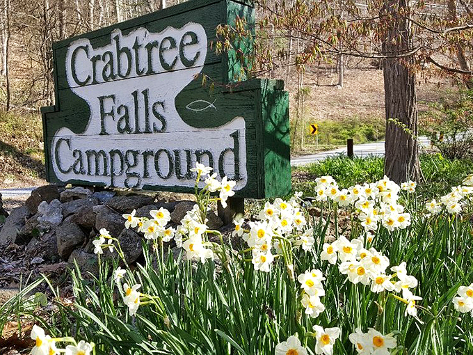 Spring daffodils welcome visitors to Crabtree Falls Campground, nature's equivalent of rolling out the yellow carpet for your arrival.