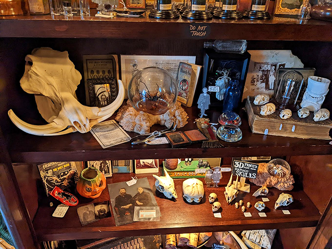 A taxidermied deer head gazes thoughtfully at shelves labeled "DO NOT TOUCH," where mysterious bottles and artifacts await the discerning collector of the unusual.