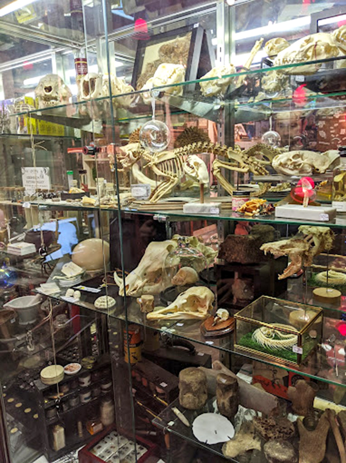 Skulls of all shapes and sizes tell silent stories of evolution and existence. Each one a reminder of nature's incredible architectural diversity.