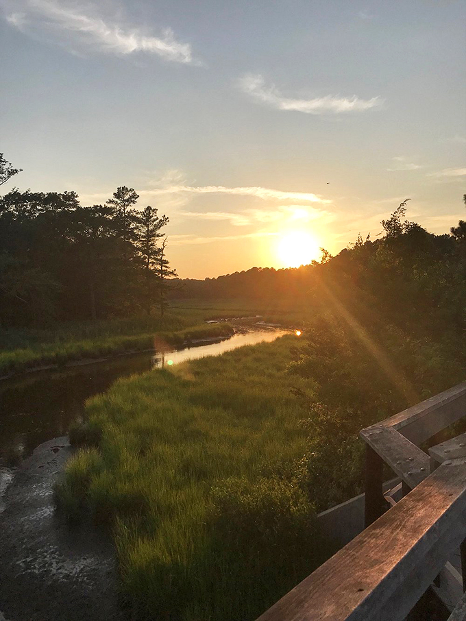 Sunset transforms the wetlands into a masterpiece of gold and amber. Even amateur photographers suddenly feel like Ansel Adams.