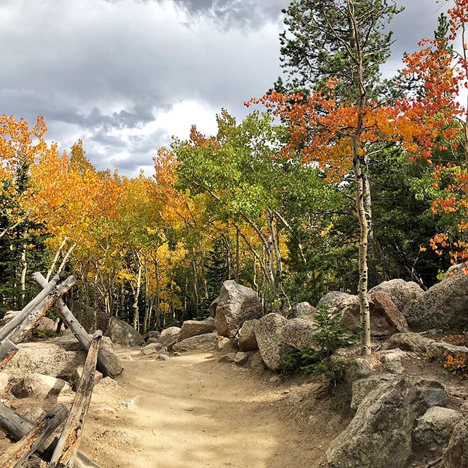 Nature's obstacle course showcases fall's fashion show. Those aspen trees didn't dress up in gold just for you, but it sure feels that way.