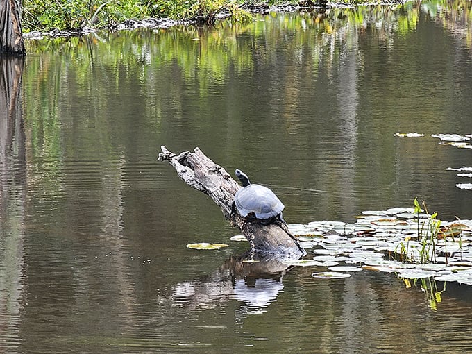 Nature's sunbather caught mid-relaxation. This turtle has mastered the art of finding the perfect log in life's pond.
