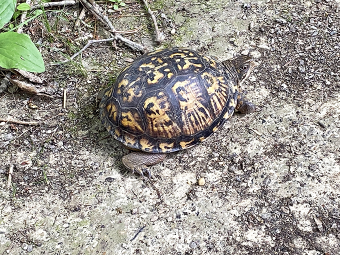 Even the turtles at Shades move at vacation pace, a reminder that sometimes the best travel experiences happen when you slow down.