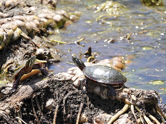 Turtle sunbathing club in session! These prehistoric-looking locals have perfected the art of relaxation over millions of years of practice. 