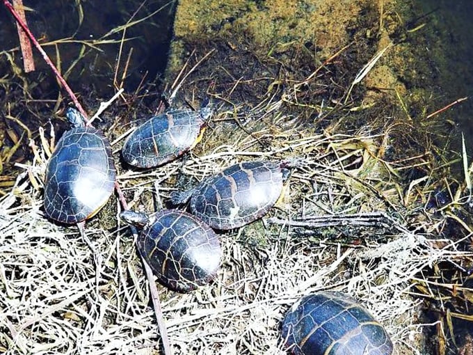 The turtle convention seems to be discussing real estate prices on this prime sunbathing log. Location, location, location!