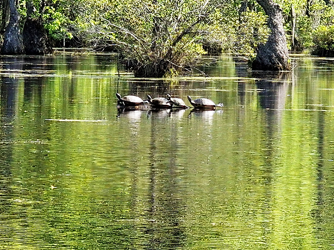 The original sunbathers: three turtles demonstrating the fine art of complete and total relaxation on their favorite log.