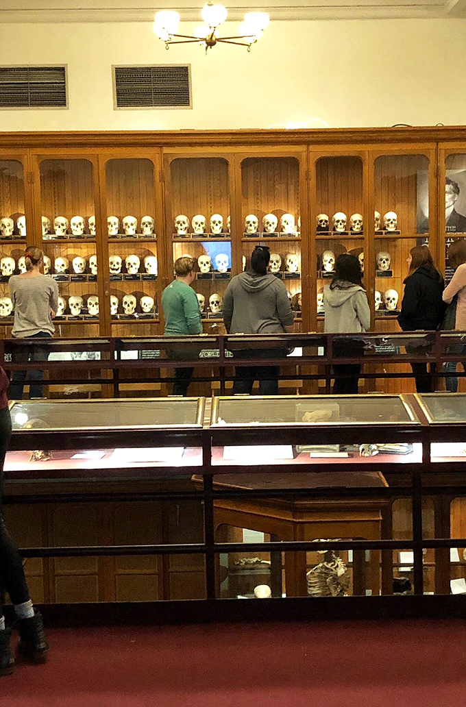 Visitors stand transfixed before the famous Hyrtl Skull Collection, each carefully labeled cranium telling a unique human story from a bygone era. 