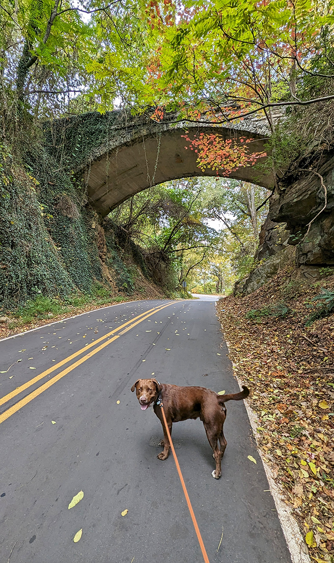 Even four-legged explorers seem to sense there's something special about this place. That dog definitely sees something we don't.