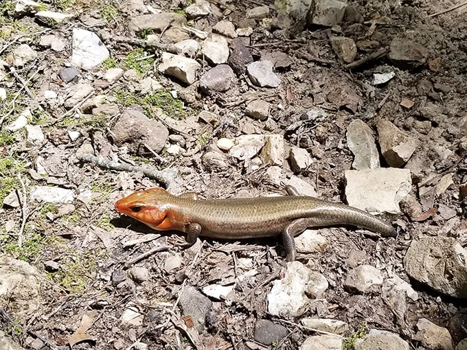 This bright-headed skink pauses for its glamour shot, reminding us that in the Ozarks, even the wildlife knows how to pose dramatically.