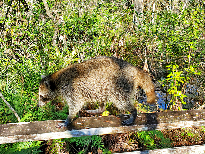 "Excuse me, coming through!" A raccoon demonstrates who really owns the boardwalk at Corkscrew Swamp Sanctuary.