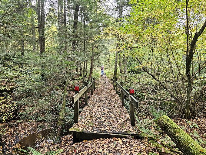 Cathedral State Park's wooden pathway invites exploration through ancient trees that whisper centuries-old secrets.