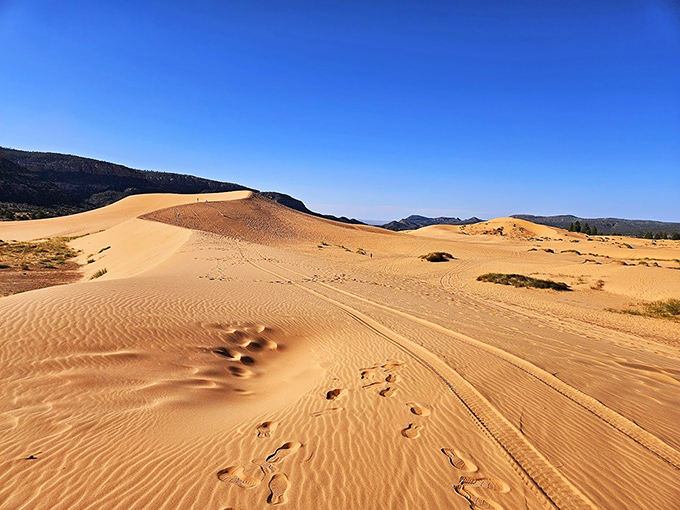 Coral Pink Sand Dunes: Nature's sandbox for grown-ups! Those ripples in the sand tell stories of wind's artistic touch.
